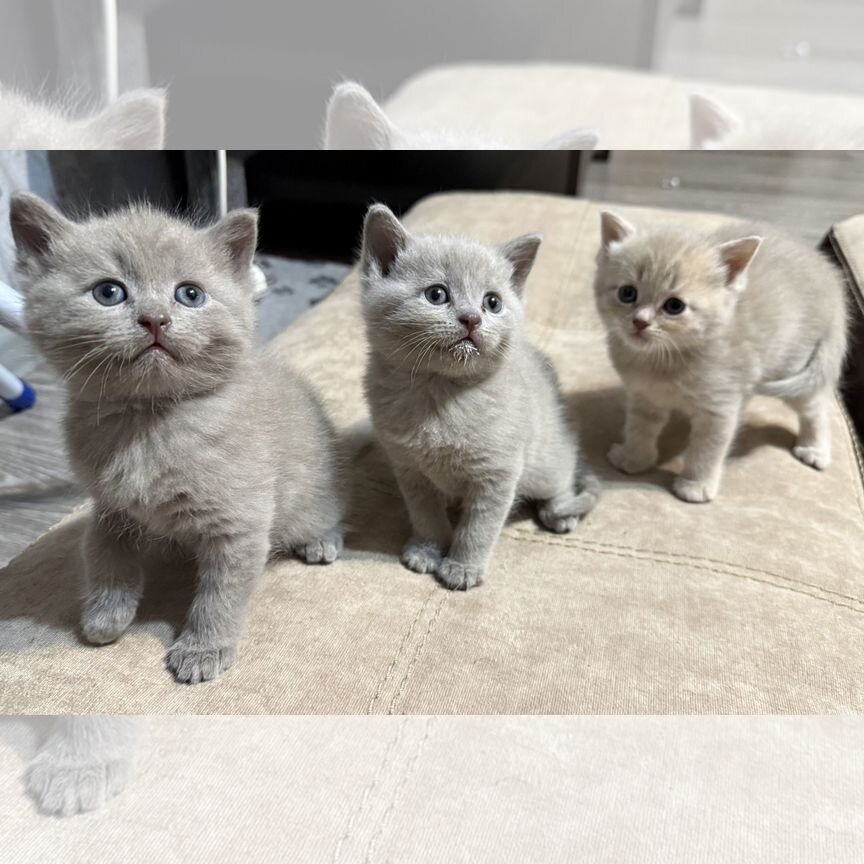 Шотландский прямоухий длинношёрстный котёнок