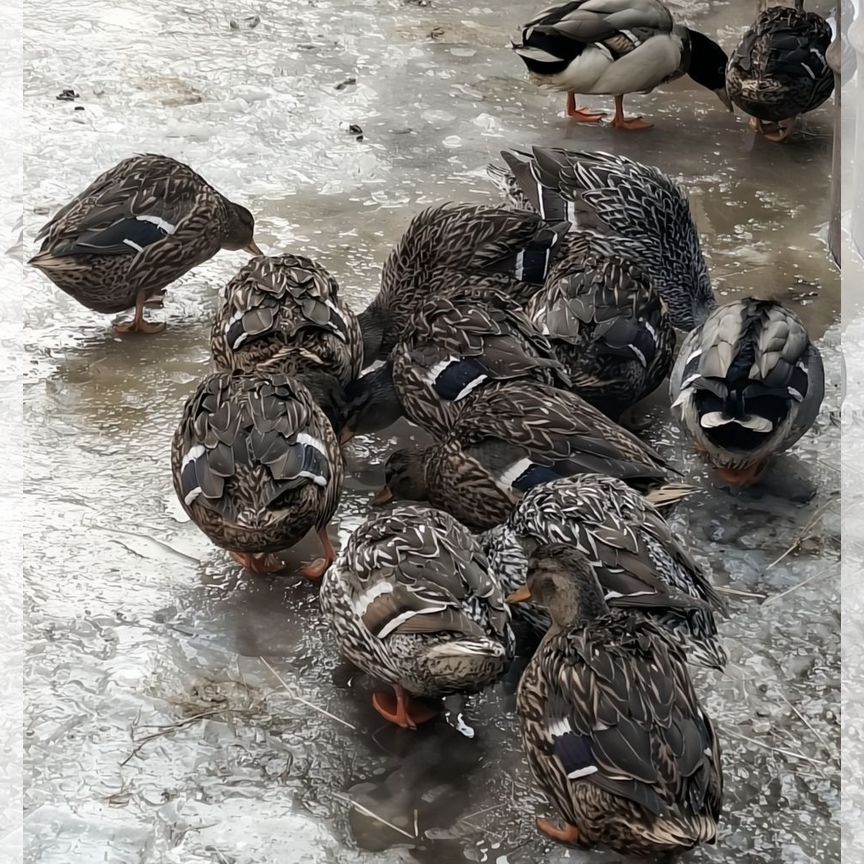 Утки кряквы для разведения и охоты