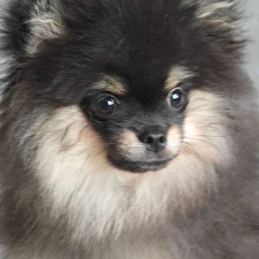 Щенки шпица мини