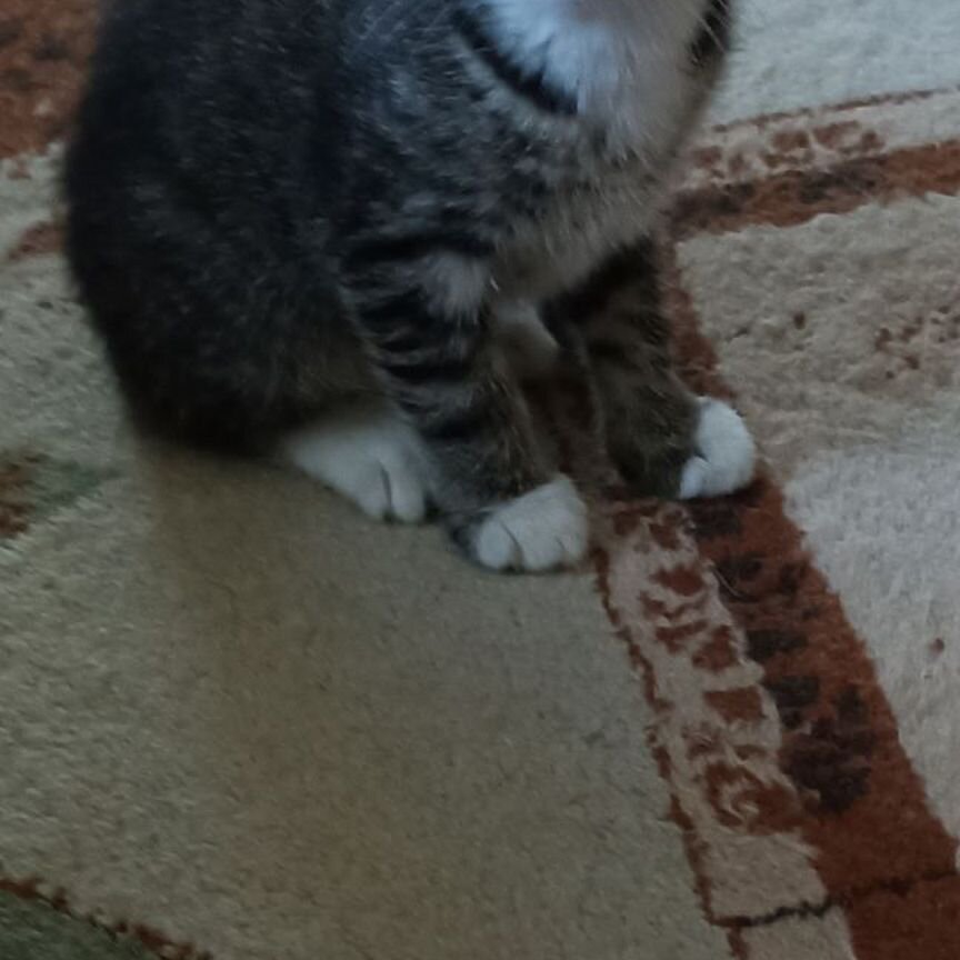 Котята в добрые руки бесплатно