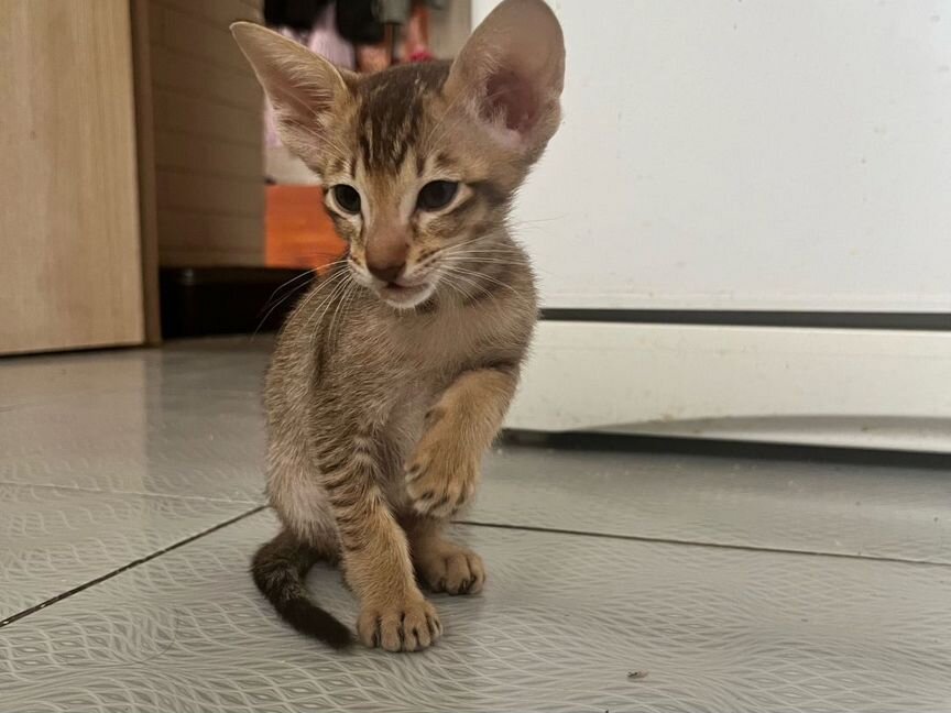 Ориентальные котята