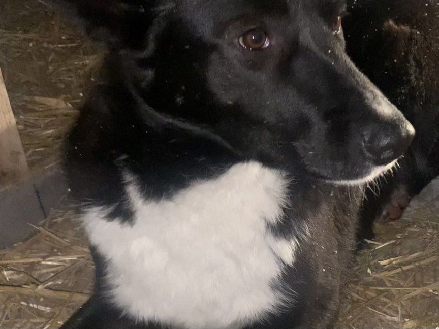 Собака стерильная