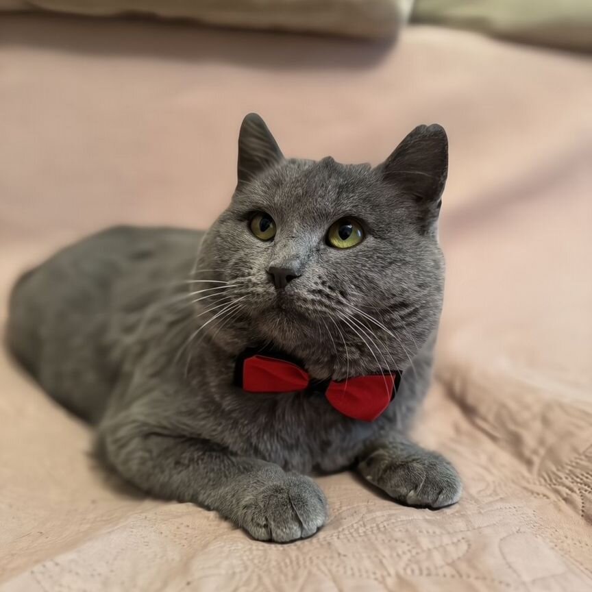 Британский короткошёрстный, взрослый кот