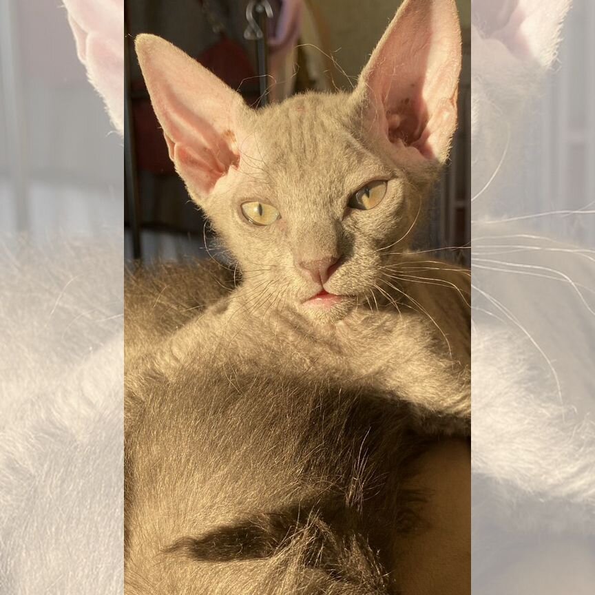 Петерболд котёнок