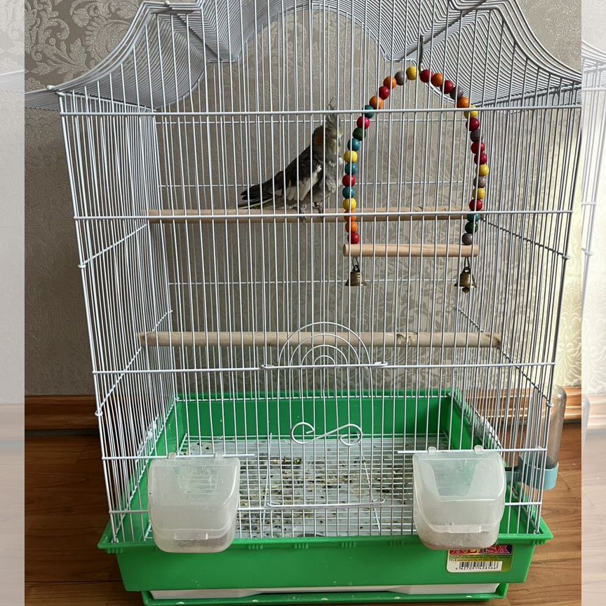 Попугай корелла с большой клеткой