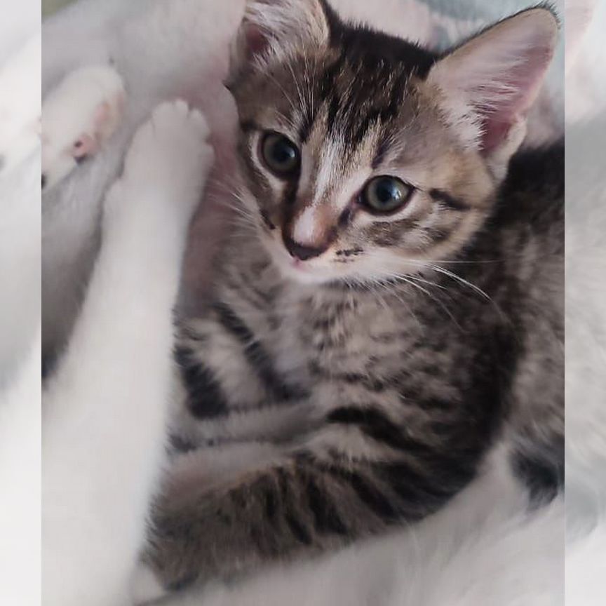 Котята