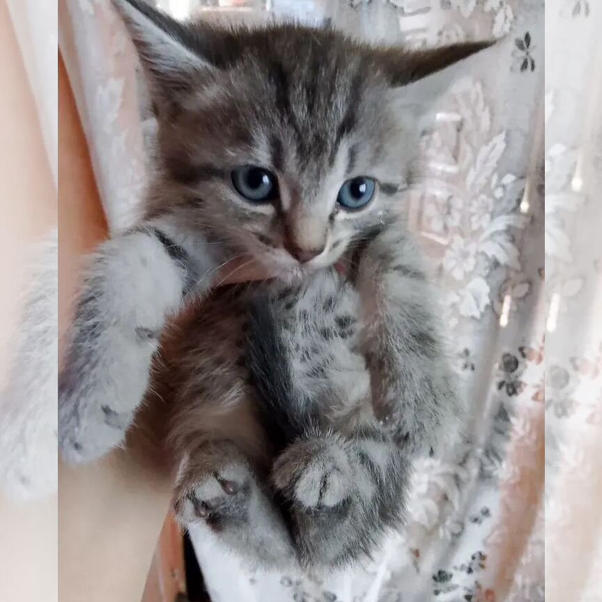 Котёнок в добрые руки