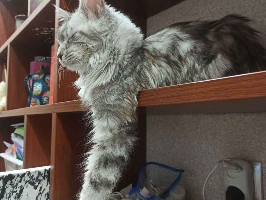 Котенок мэйнкун