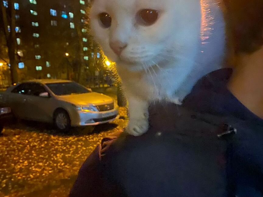 Кошка в дар