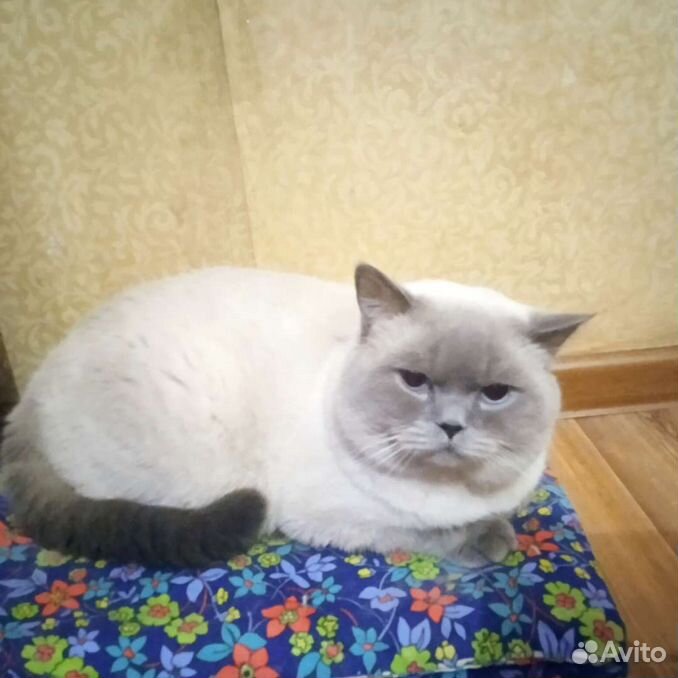 Шотланские вислоухие и прямоухие котята