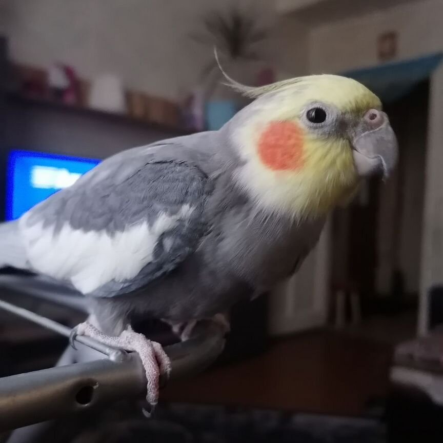 Попугай корелла с клеткой