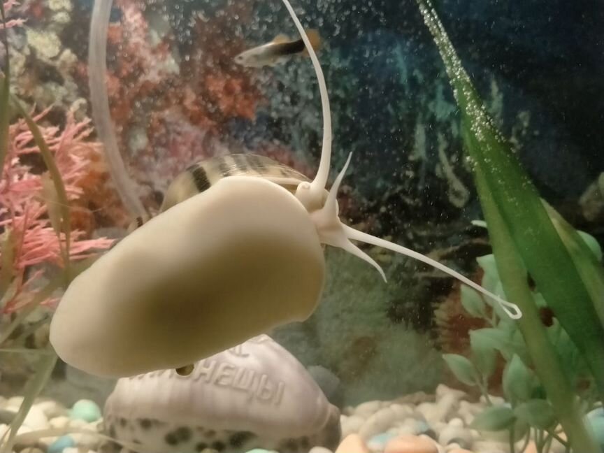 Улитки ампулярии молодняк