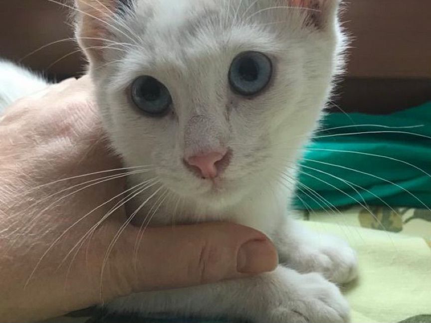 Котенок котик с голубыми глазами 3 мес