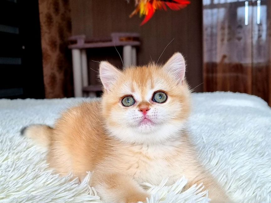 Золотуля