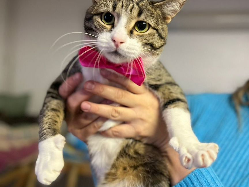 Кот Виталик из приюта