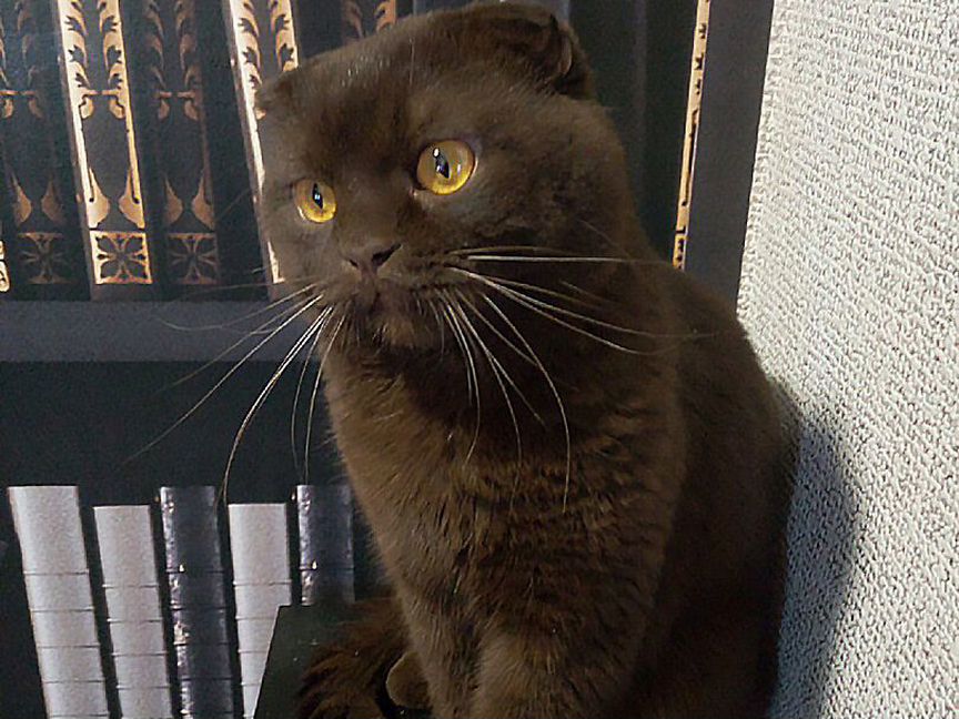 Потерялся кот