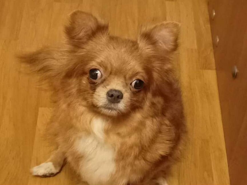 Чихуахуа ищет дом