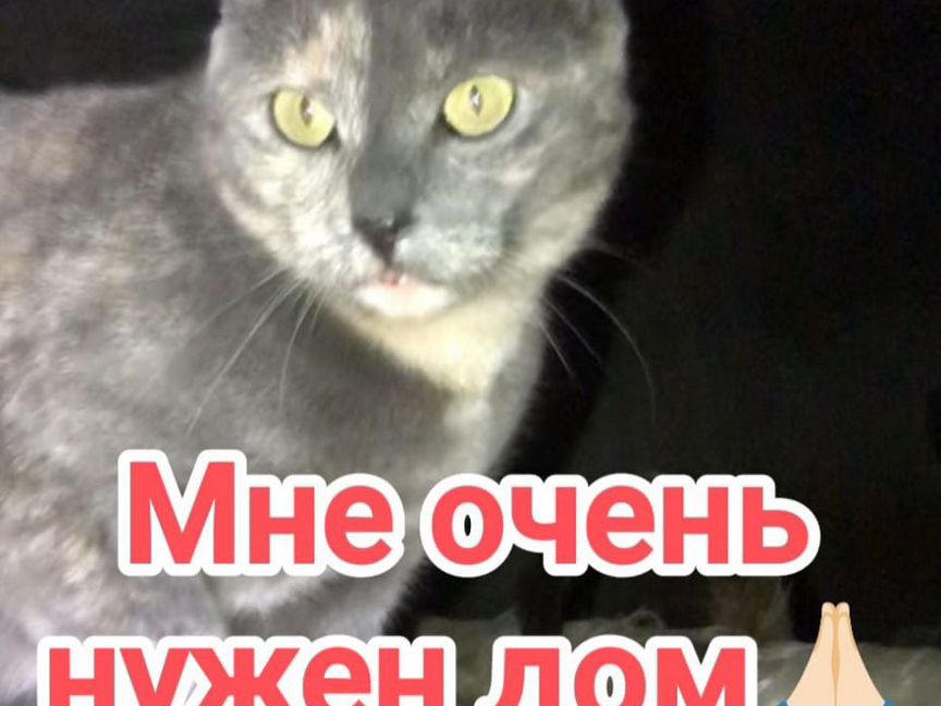 Бесплатно