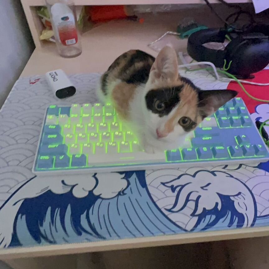 Отдам бесплатно кошку