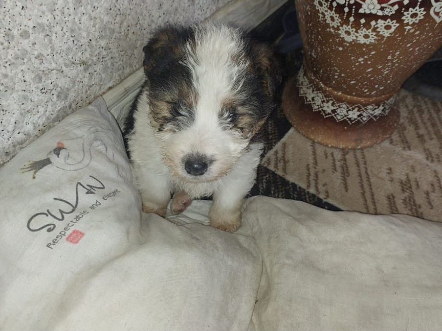 Собака фокстерьер