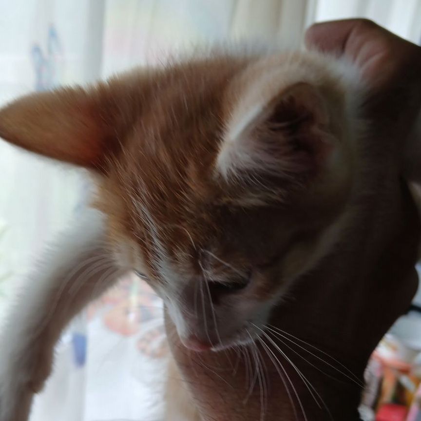 Котёнок от частного владельца