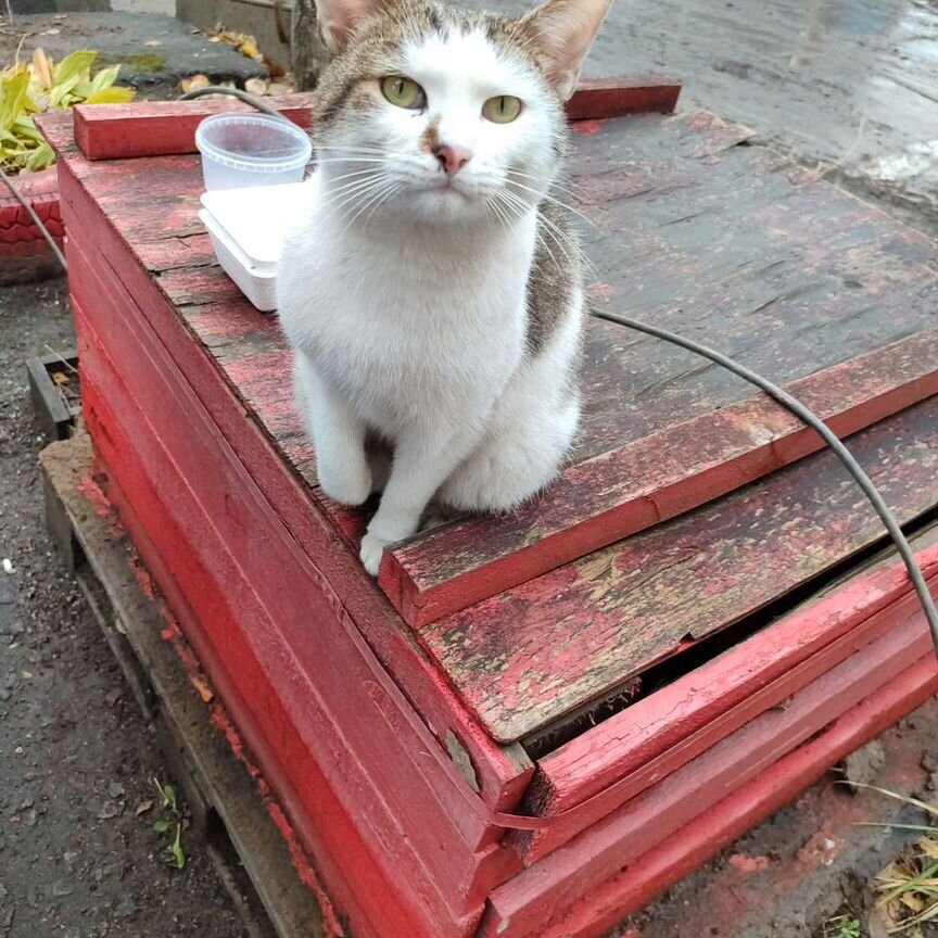 Ласковый котик в добрые руки бесплатно