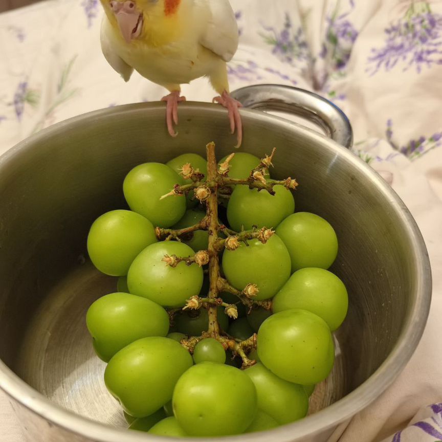 Корелла птенец ручной