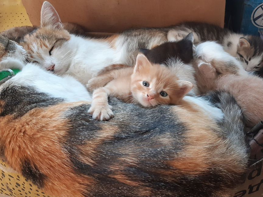 Котята в добрые руки