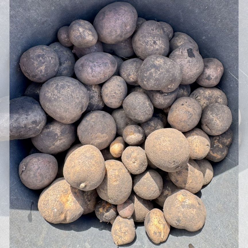 Мелкий Картофель 2,5 ведра 10л-250р