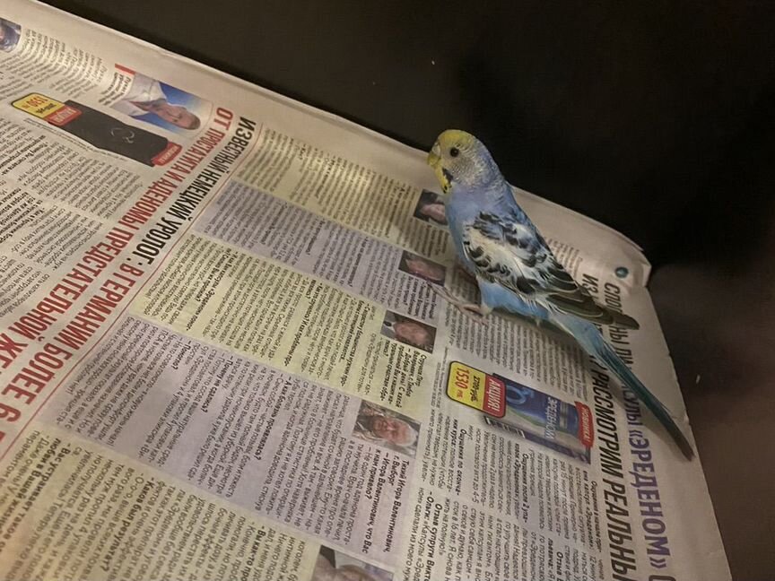 Продам или отдам в добрые руки попугая волнистика