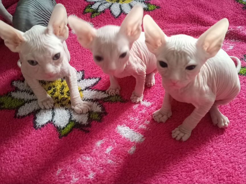 Сфинкс котенок