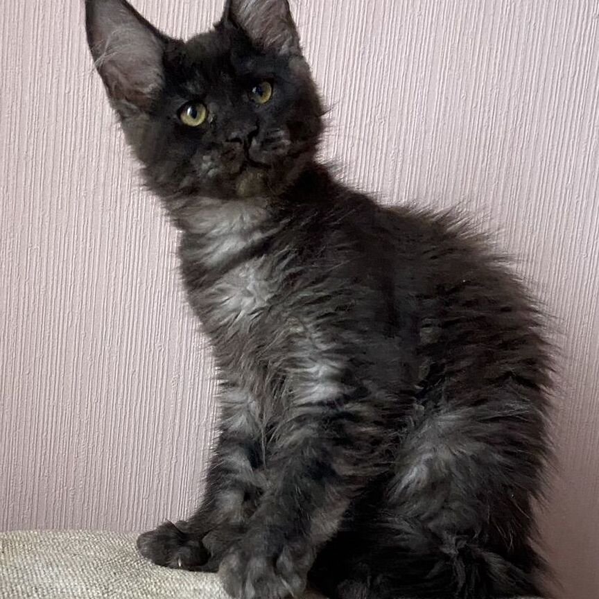 Мейн-кун черный дым