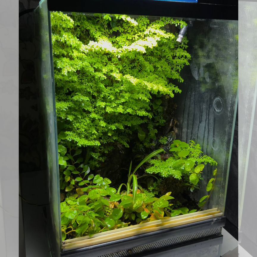 Флорариум террариум