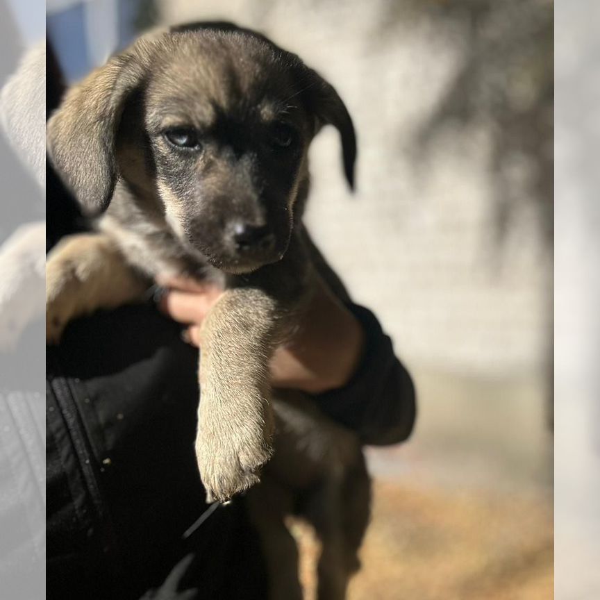 Щенок Дикси в добрые руки