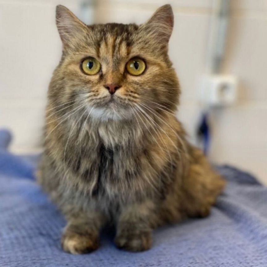 Взрослая кошка в добрые руки