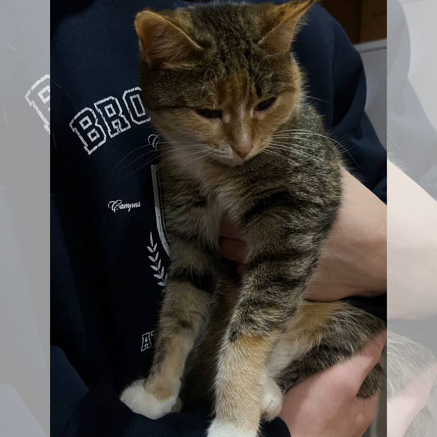 Взрослая кошка в добрые руки