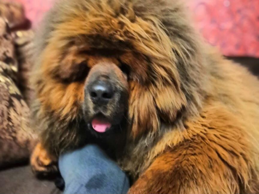 Тибетский мастиф. Девочки