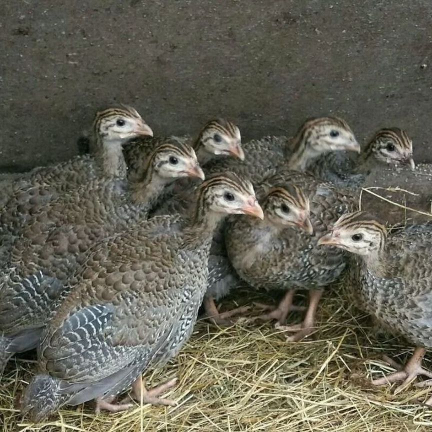 Цесарки 3 мес