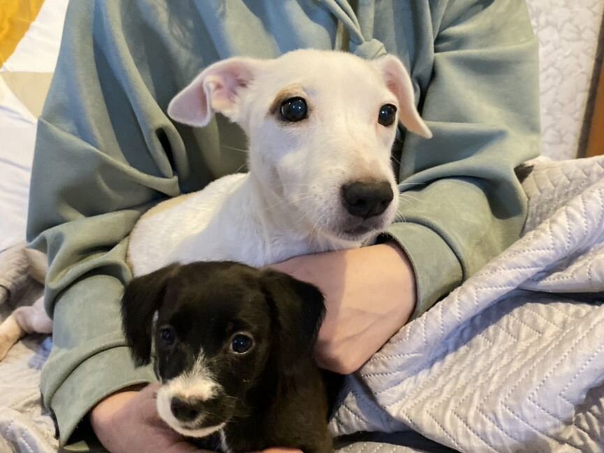 Щенок в добрые руки бесплатно маленькая порода