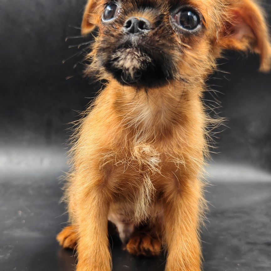 Маленький мальчик брюсселец