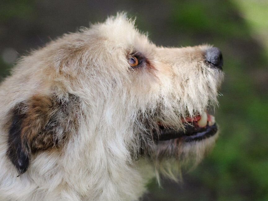 Симпатичный уютный Лео в добрые руки