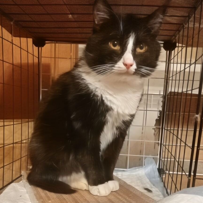 Взрослый кот от частного владельца