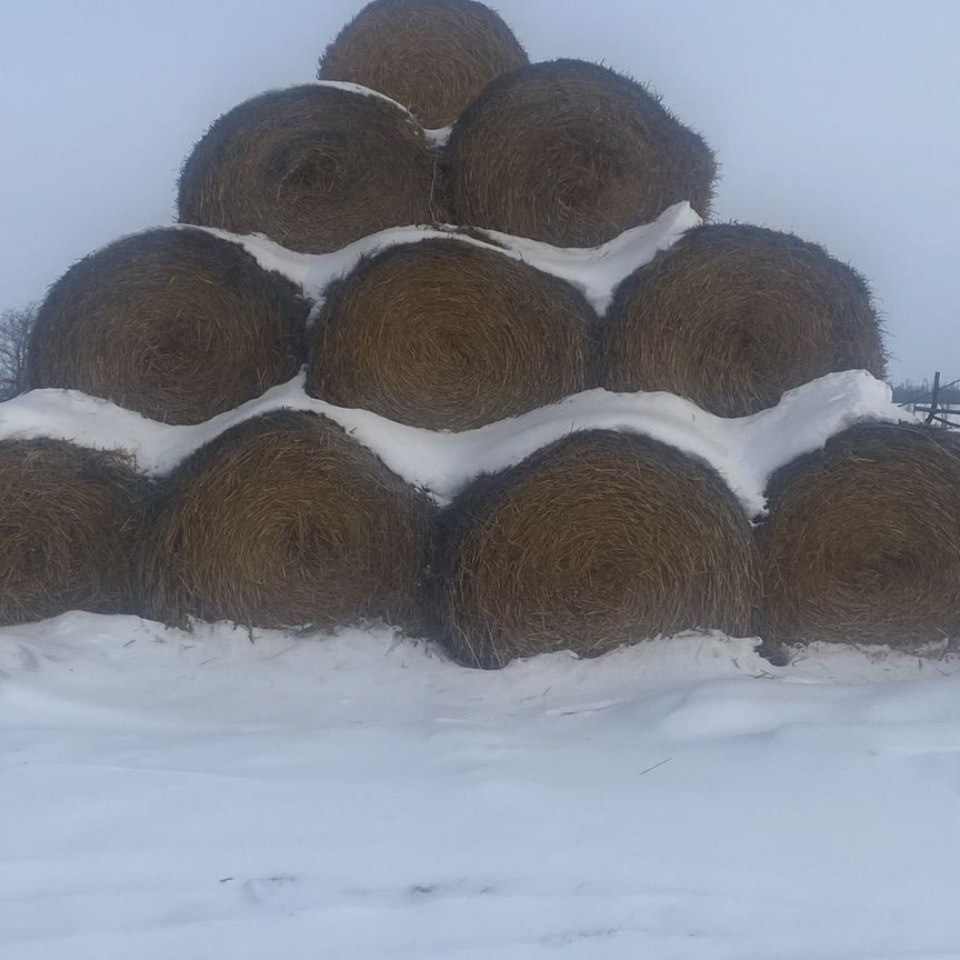 Продам сено в рулонах