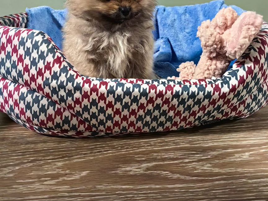 Померанский шпиц