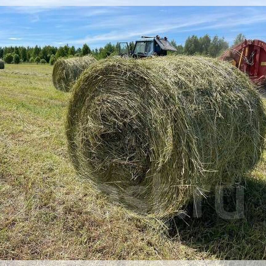 Сено в рулонах