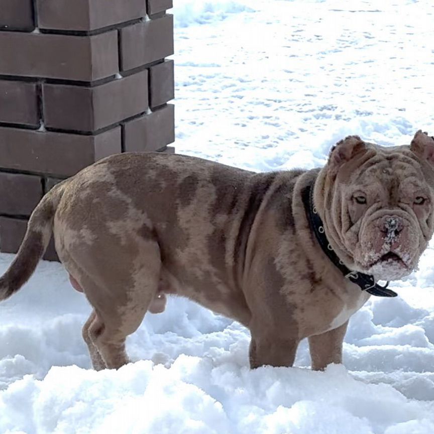 Американский булли