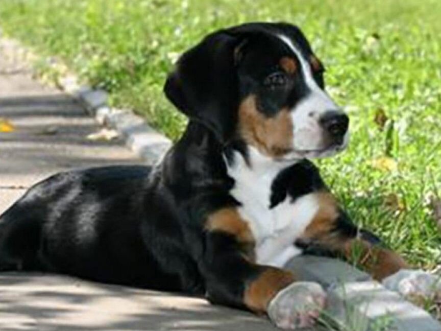 Бернский зенненхунд -Большая Овчарка