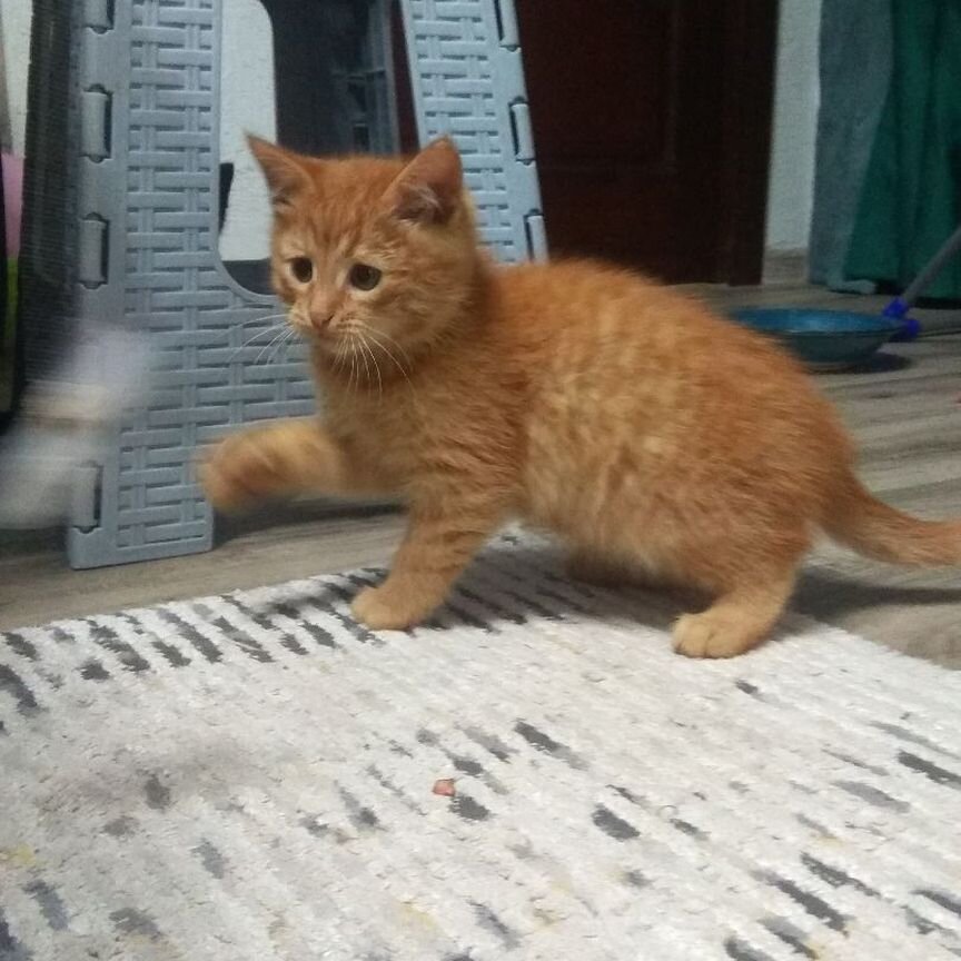 Котенок рыжее счастье в дом