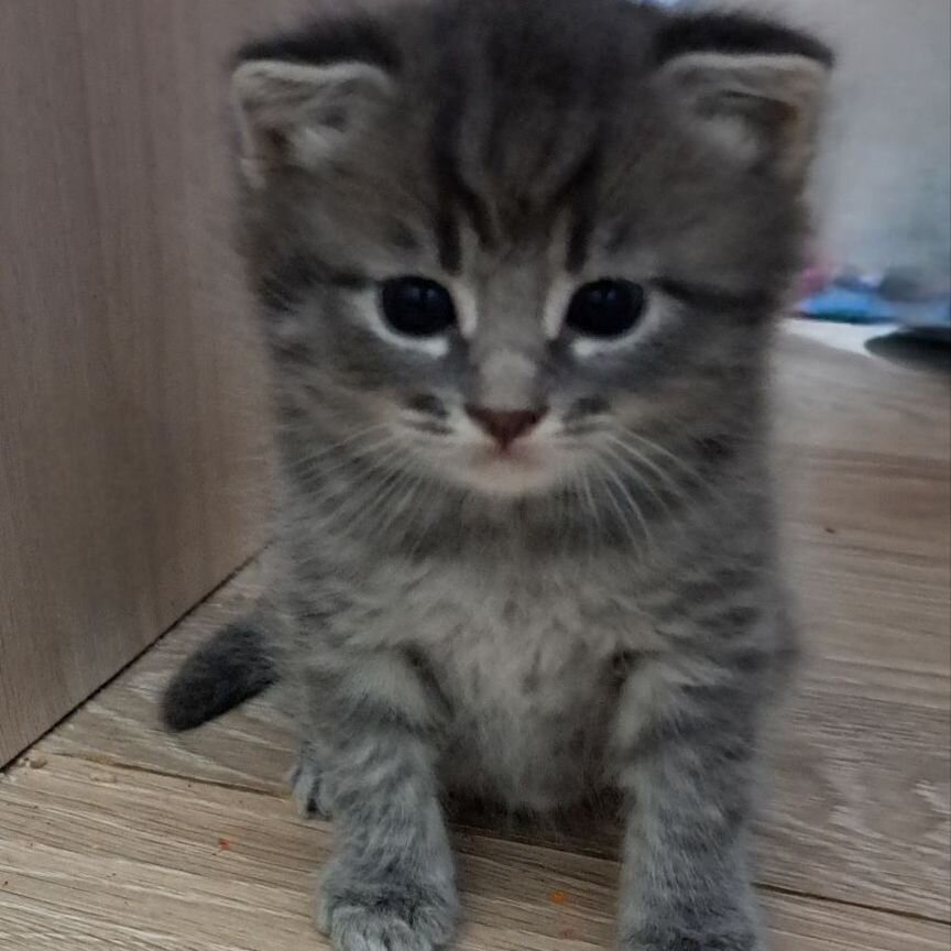 Котята от вислоухой кошки
