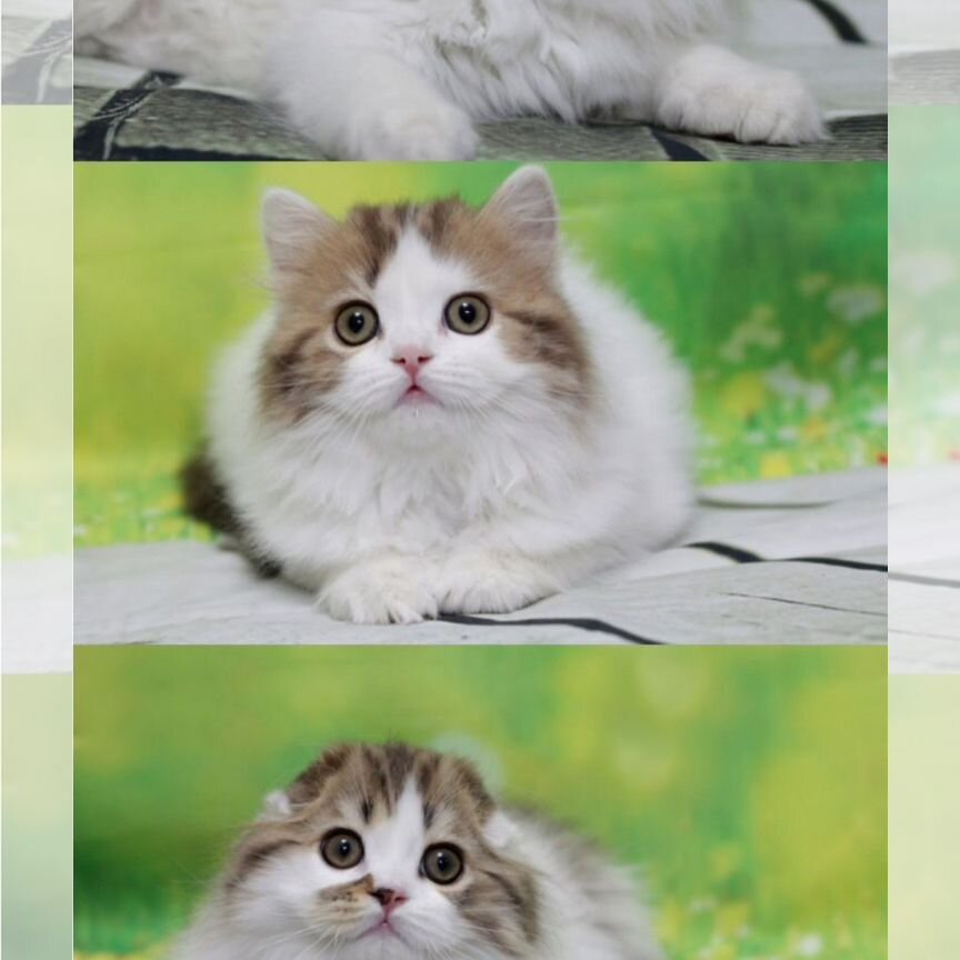 Шикарные малыши